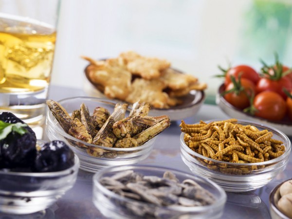 Comment manger des insectes ? 8 idées pour vous y mettre